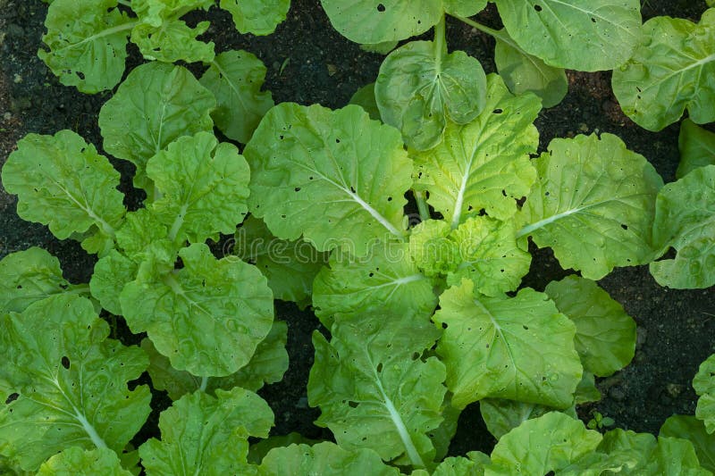Top View of Chinese Cabbage Organic Growing in the Vegetable Plot ...