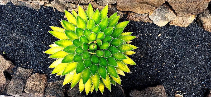 Top View of a Circular Cactus Growth Stock Photo - Image of ecology ...