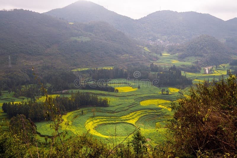 Top View Circular Terraces Canola Blossoming Halg Opened Luoping Yunnan ...