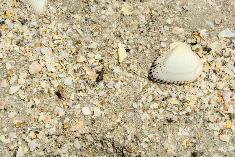 Empty Shell, on Sandy, Tropical Beach Stock Image - Image of view, noon ...