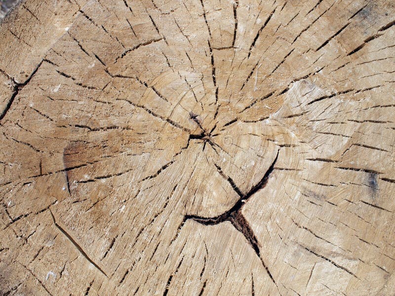 Top View of a Tree Stump Closeup on a Bed Stock Photo - Image of ...