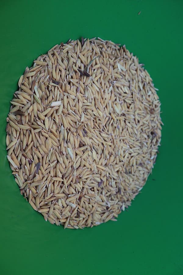 Top View, Close-up, Paddy Rice, Milled Rice, Grown from Organic System ...