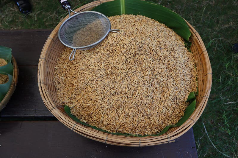 Top View, Close-up, Paddy Rice, Milled Rice, Grown from Organic System ...