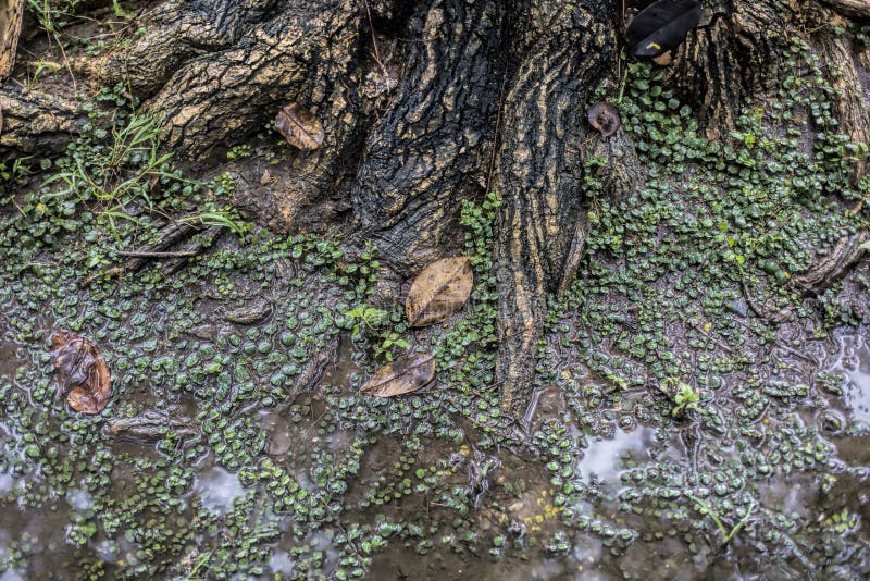 Peat swamp forest stock photo. Image of moss, plant - 101841376