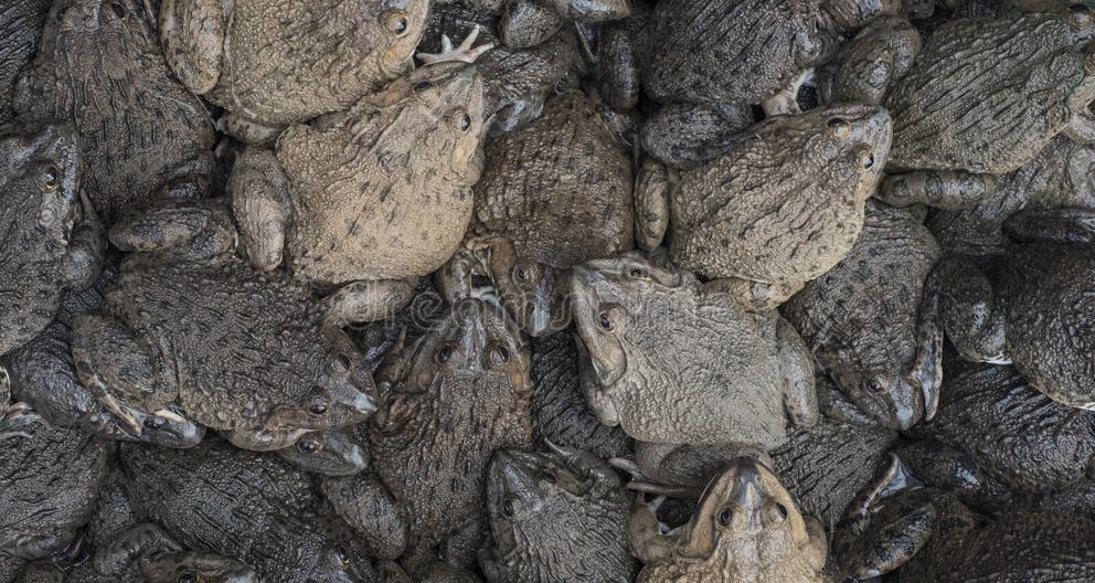 Top view close-up of toads stock image. Image of fauna - 176012955