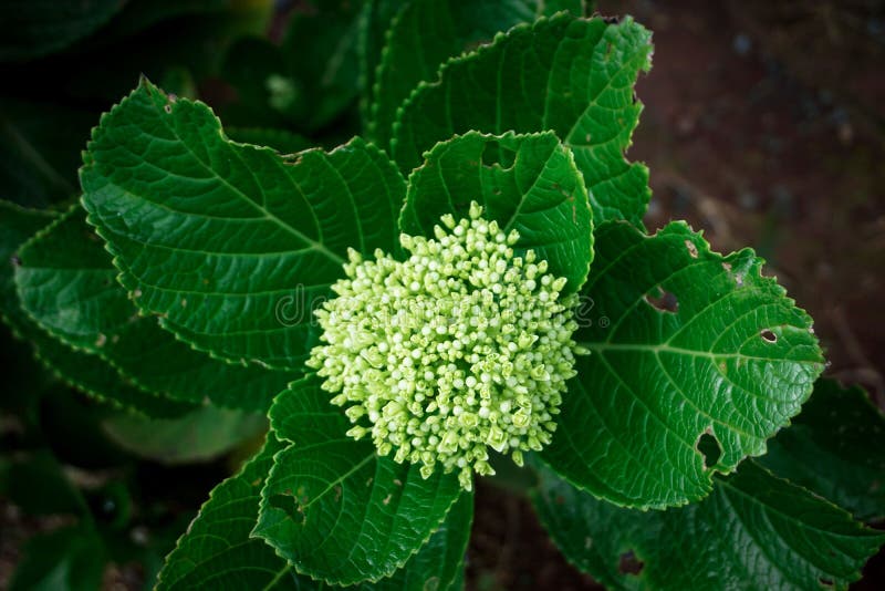 Top View Closeup of a Beautiful Green Hydrangea Stock Photo - Image of ...