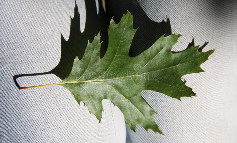 A Top View Closeup of a Beautiful Green Leaf on Light Blue Background ...