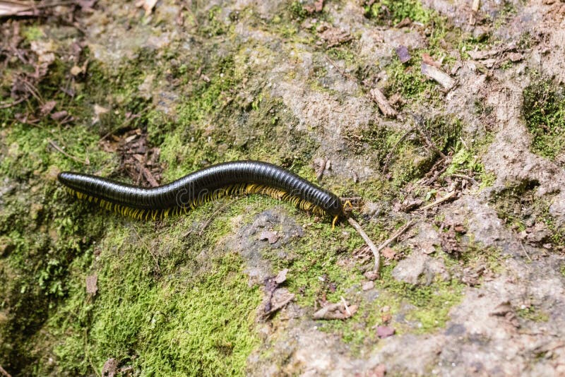 1,694 Black Centipede Stock Photos - Free & Royalty-Free Stock Photos ...