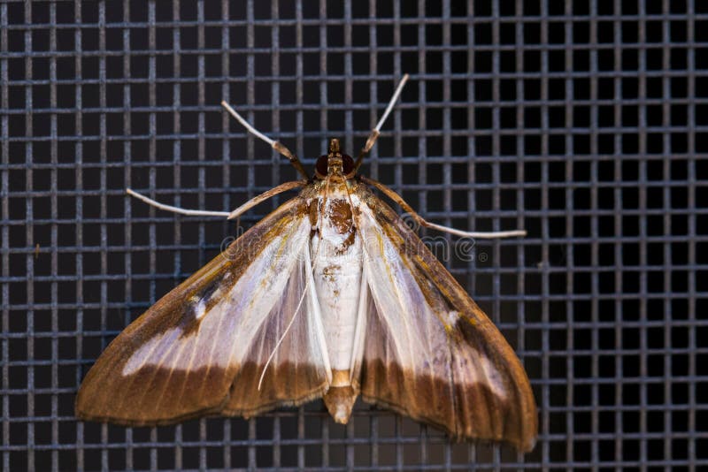 Top View Closeup of a Box Tree Moth, Cydalima Perspectalis on a Net ...