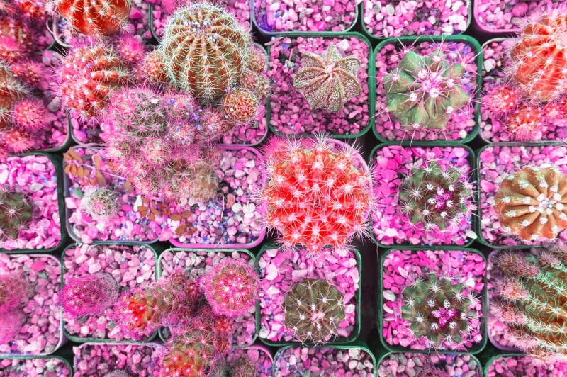 Top View Closeup Cactus. Pattern for Cactus Stock Image - Image of ...
