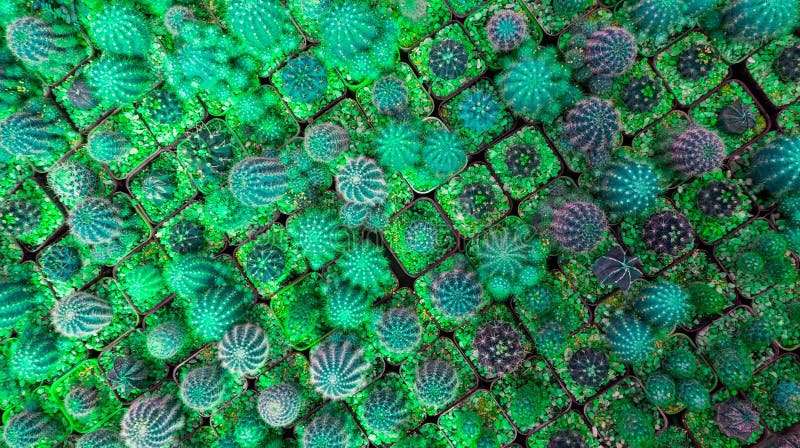 Top View Closeup Cactus. Pattern for Cactus Stock Image - Image of ...