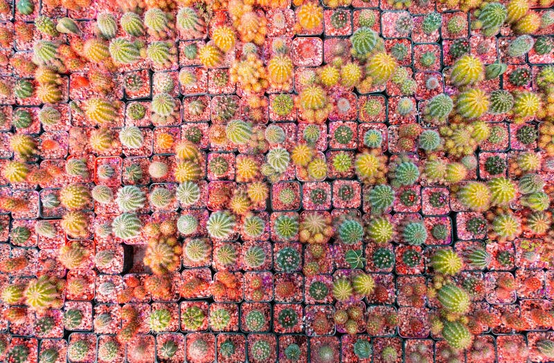 Top View Closeup Cactus. Pattern for Cactus Stock Image - Image of ...