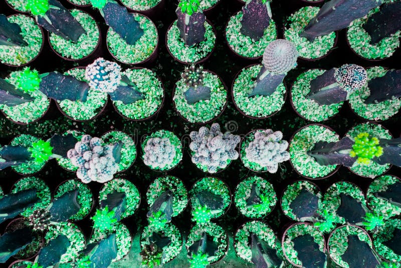 Top View Closeup Cactus. Pattern for Cactus Stock Image - Image of ...