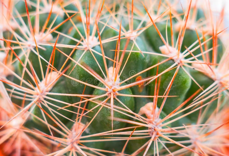 Top View Closeup Cactus. Pattern for Cactus Stock Image - Image of ...
