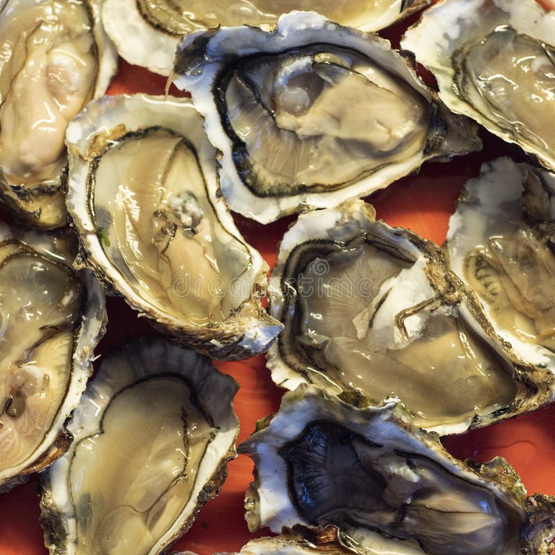Top View Closeup of Open Oysters. Stock Photo - Image of oyster, french ...