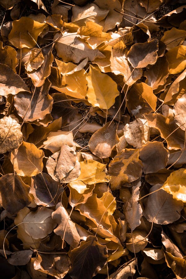 Orange Fall Leaves Background Texture Stock Photo - Image of seasonal ...