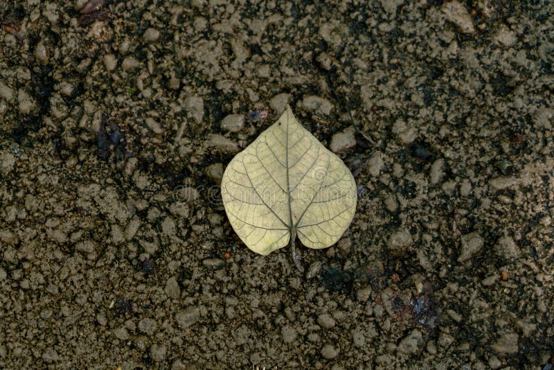 Top View Closeup Shot of the Back of a Fallen Leaf on the Ground Stock ...