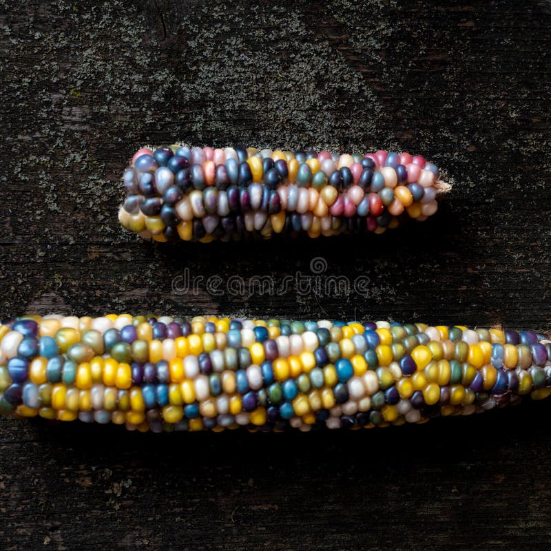 Top-view Closeup of Two Multicolored Corns in Different Sizes on a ...