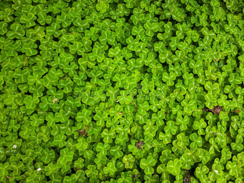 Top View of a Cluster of Green Clover Plants Stock Photo - Image of ...