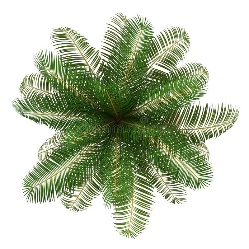 Top View of Coconut Palm Tree Isolated on White Stock Illustration ... Top View of Coconut Palm Tree Isolated on White Stock Illustration ...