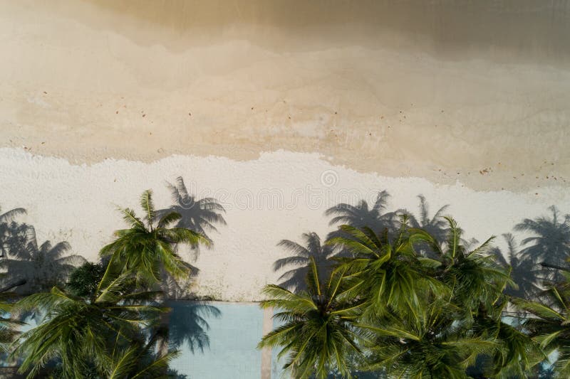 Top View Coconut Palm Trees on the Beach Stock Image - Image of aerial ...