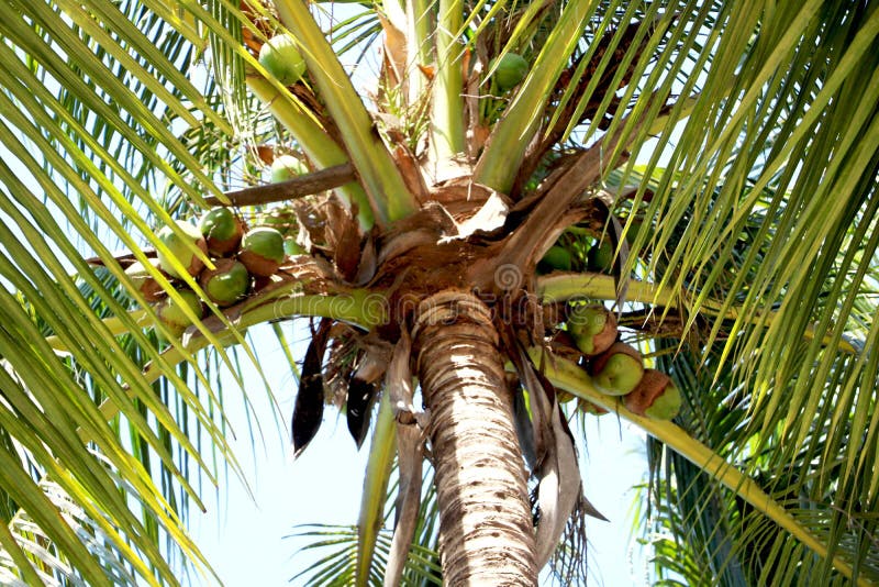 Top View of coconut tree stock photo. Image of environment - 228444838