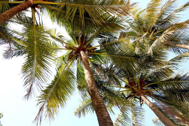 Top View of coconut tree stock photo. Image of environment - 228444838