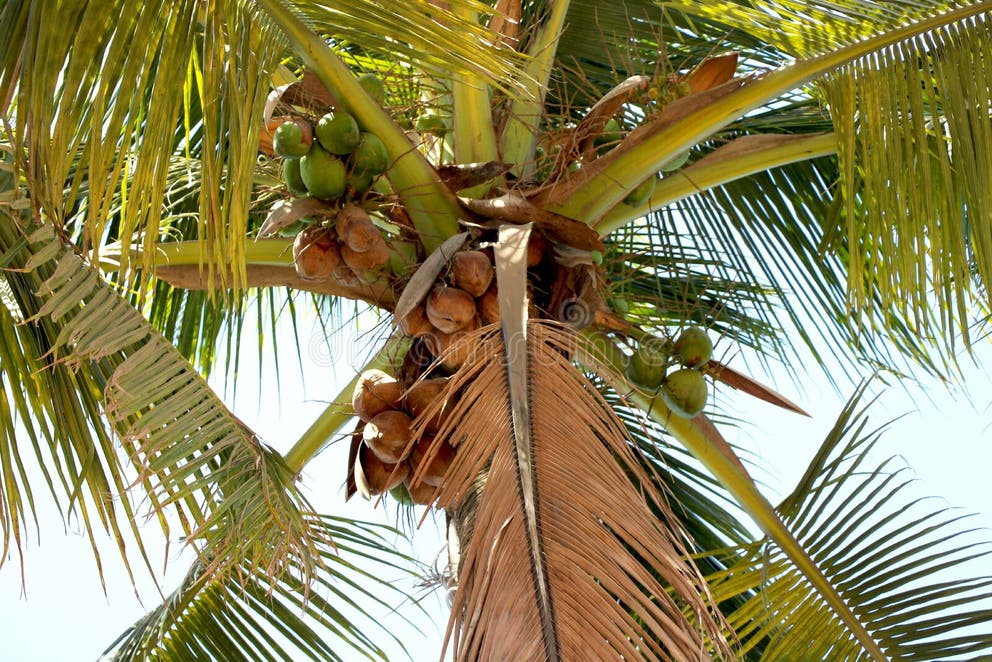 Top View of coconut tree stock photo. Image of agriculture - 228444846
