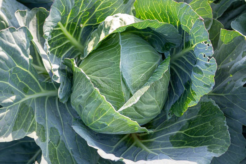 Top view cof cabbage stock image. Image of agriculture - 360916703