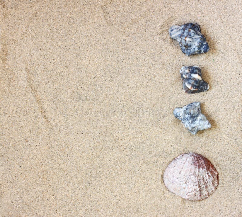 Sea Shells on Sand at the Beach Stock Photo - Image of seashore, space ...