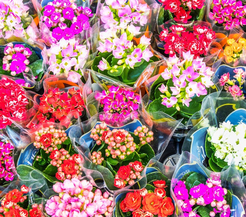 Top View of Colorful Beautiful Flowers in Pots Stock Photo - Image of ...