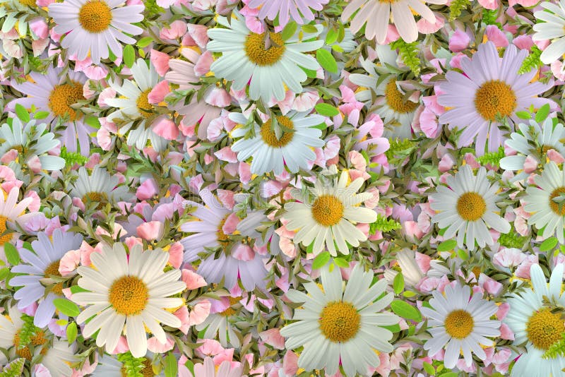 Top View of Colorful Daisies in a Field on a Sunny Day for Wallpapers ...