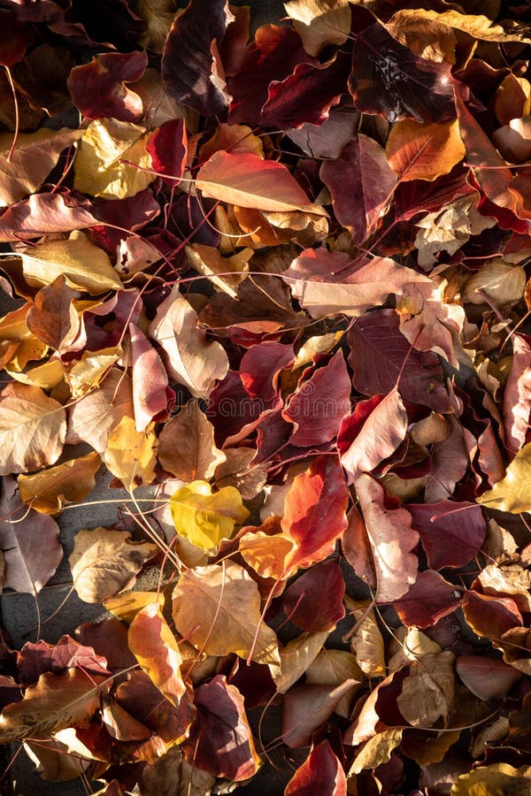 Colorful Fall Leaves Background Texture Stock Image - Image of leaf ...