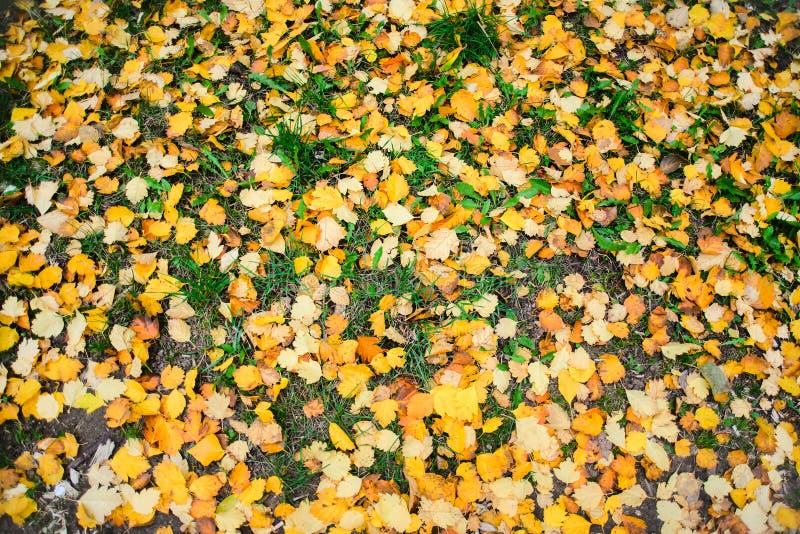 Top View Colorful Fall Leaves on Green Grass As Background Stock Photo ...