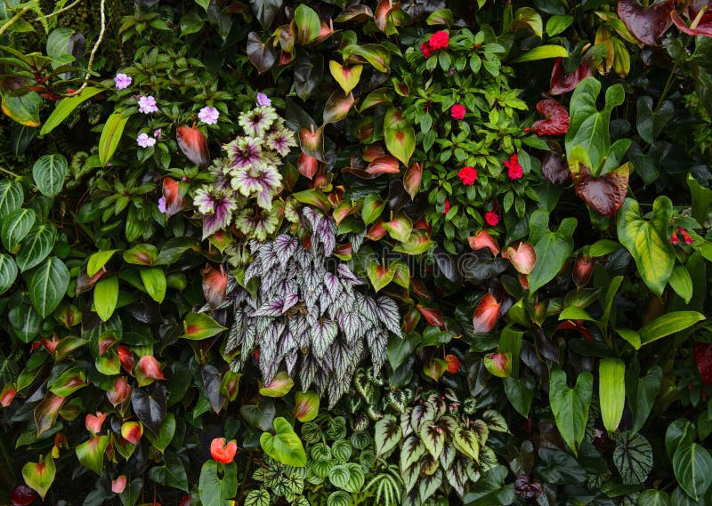 Top View of Colorful Flower Bed Stock Image - Image of plant, pink ...