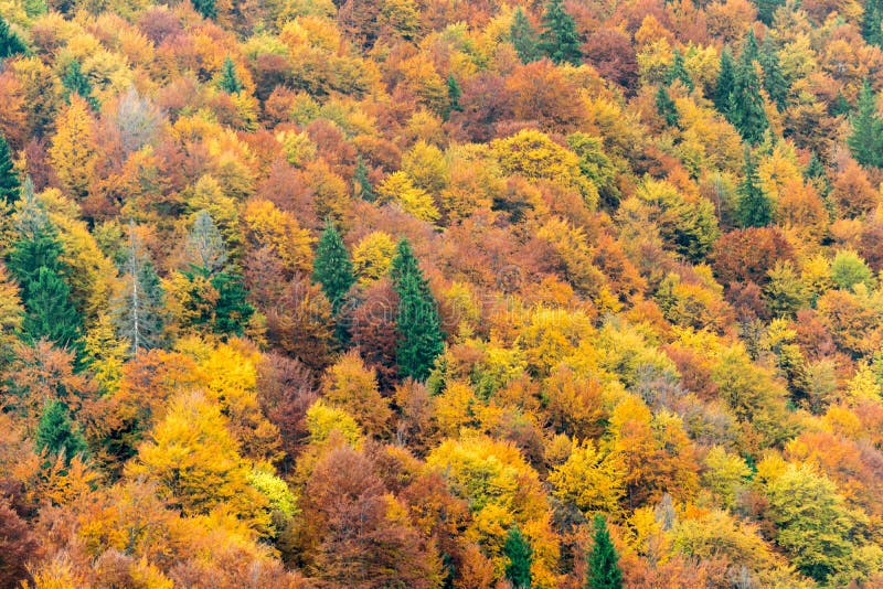 Top View of Colorful Forest Trees in the Autumn Stock Image - Image of ...