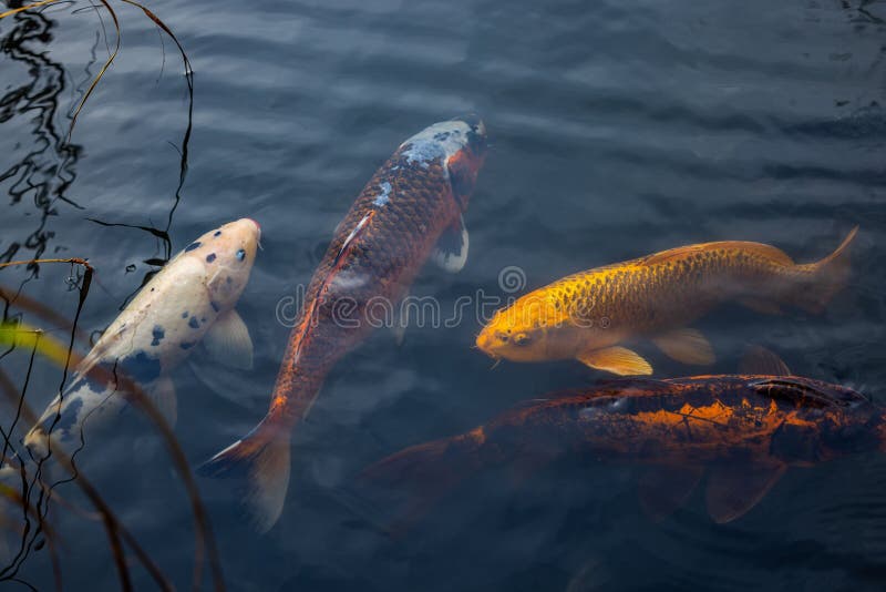 Top View of Colorful Koi Fish in a Pond Stock Image - Image of nature ...