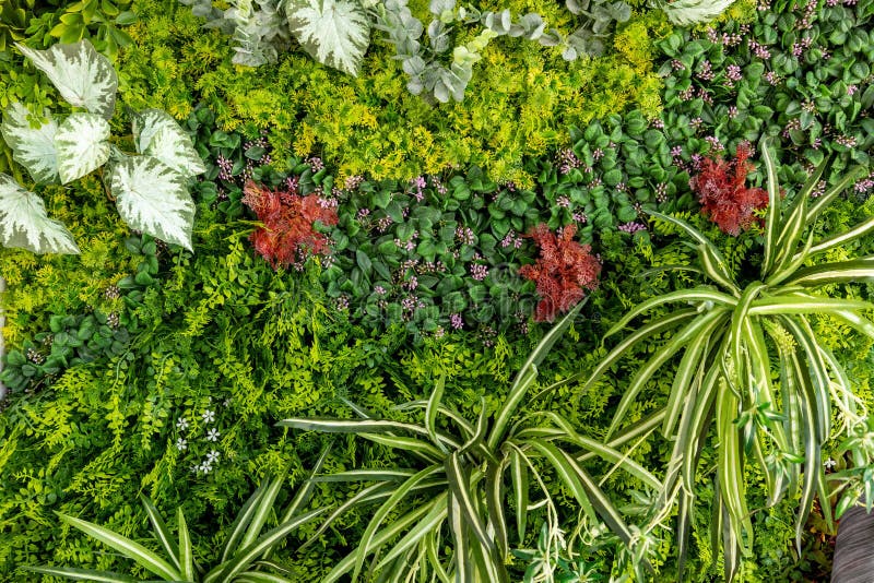 Top View of Colorful Plants in a Garden Stock Photo - Image of view ...
