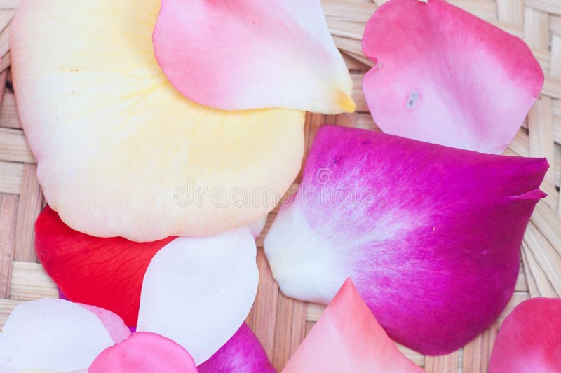 Top View of Colorful Rose Petals on a Basket Stock Photo - Image of ...
