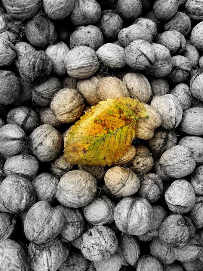 634 Elm Top Stock Photos - Free & Royalty-Free Stock Photos from Dreamstime