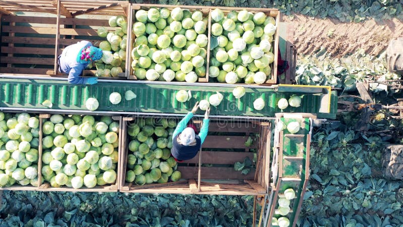 Top View of a Combine with a Conveyor and Workers Sorting Cabbage ...