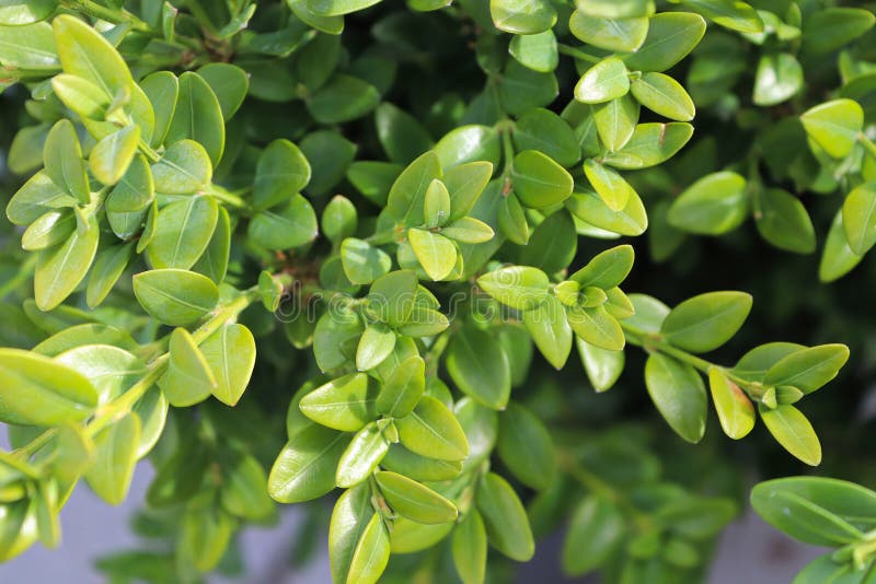 Dwarf boxwood bonsai stock image. Image of tree, broadleaved - 1684911