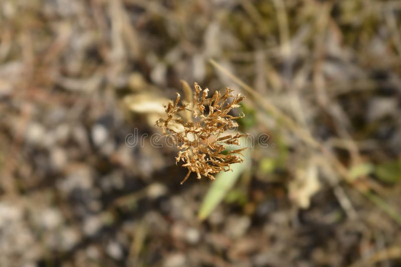 Common Centaury or Centaurium Erythraea Plant in Zurich in Switzerland ...