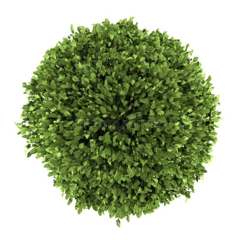 Top View of Common Holly Bush Isolated on White Stock Illustration ...