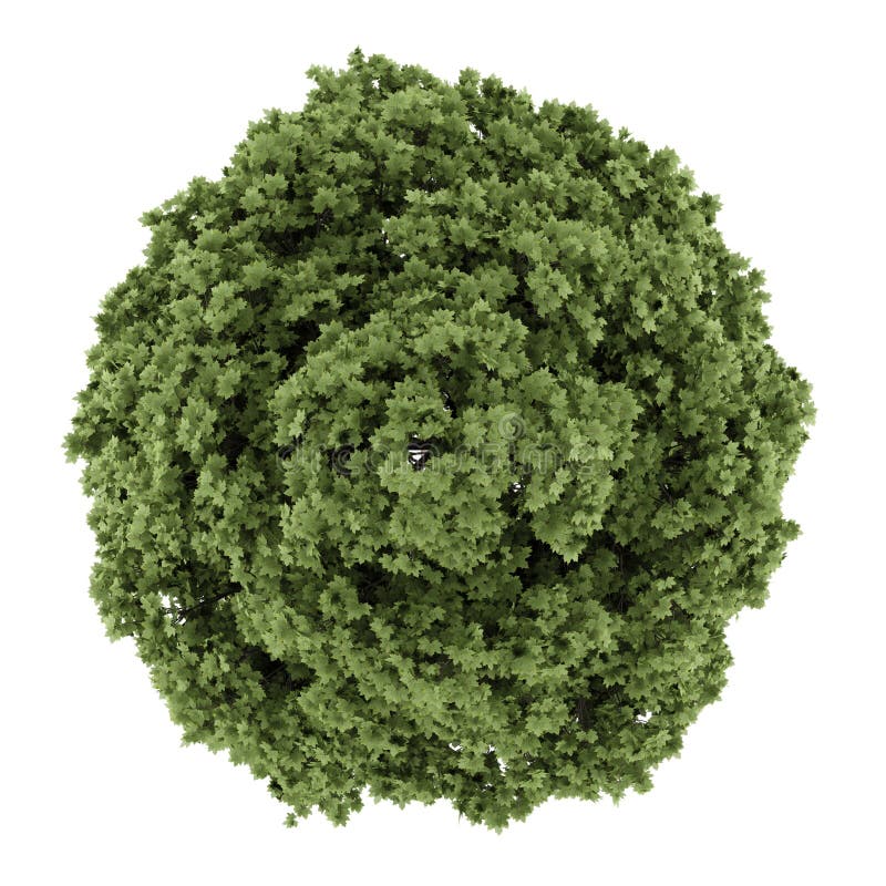 Top View of Common Hazel Bush Isolated on White Stock Illustration ...