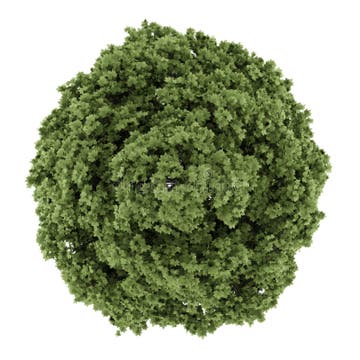 Maple Tree Top View Stock Illustrations – 4,293 Maple Tree Top View ...