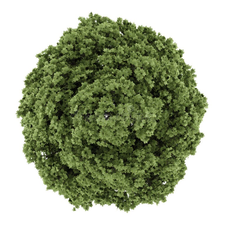 Maple Tree Top View Stock Illustrations – 4,293 Maple Tree Top View ...