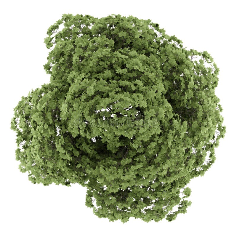 Maple Tree Top View Stock Illustrations – 2,629 Maple Tree Top View ...