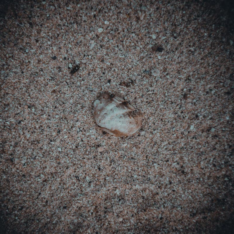 Top View of a Common Slipper Shell Species of Medium-sized Sea Snail ...