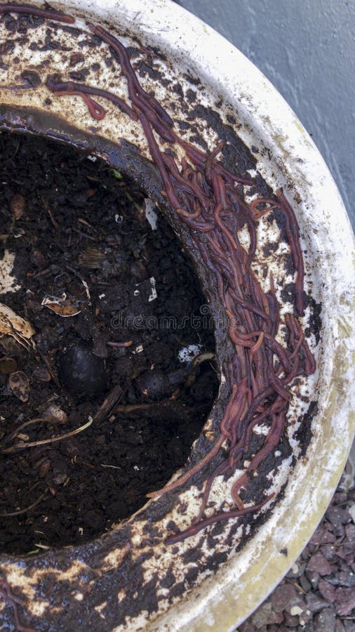 Top view of a compost bin stock photo. Image of compostable - 337243498